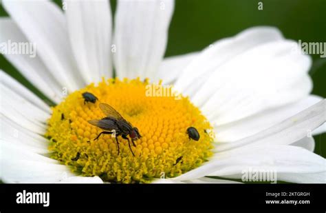 Tick Flies Stock Videos And Footage Hd And 4k Video Clips Alamy
