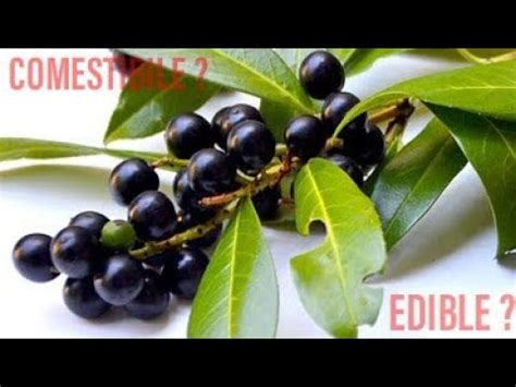 Fructele De Prunus Laurocerasus Fruits Edible Or Not Sunt Sau