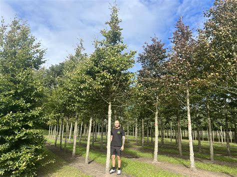 Green Beech Full Standard Trees Fagus Sylvatica Harrod Outdoors