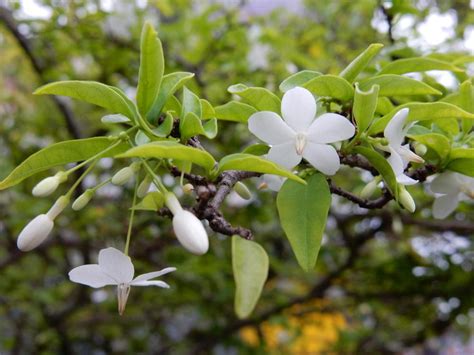 Water Jasmine Wrightia Religiosa