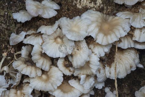死树干上腐烂的不可食用的白色真菌群高清图片下载 正版图片506411888 摄图网
