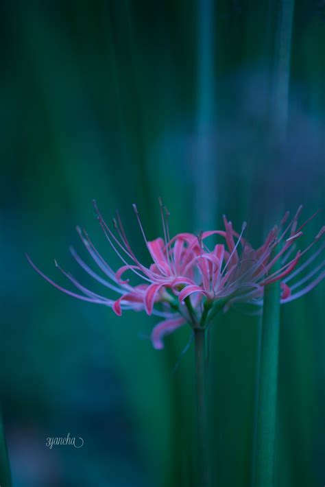 Suzuko🌳sub🍃 Suzuko 2 Twitter