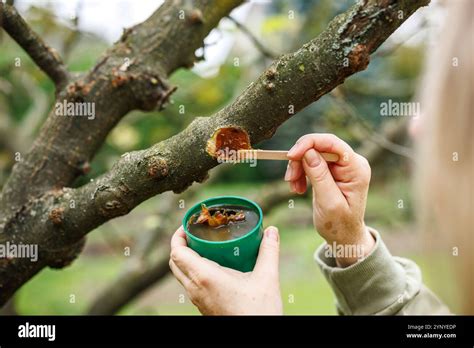 Female Gardener Is Applying Tree Wound Dressing Or Grafting Wax To