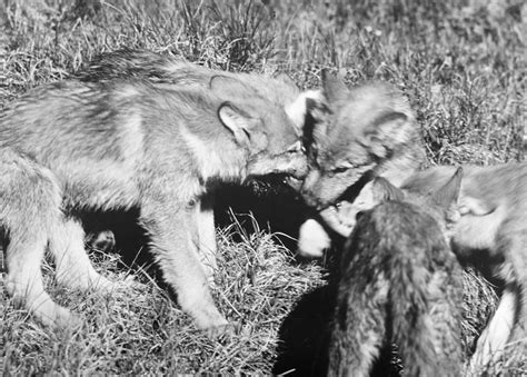 Tundra Wolf Pups Photograph By Granger Fine Art America