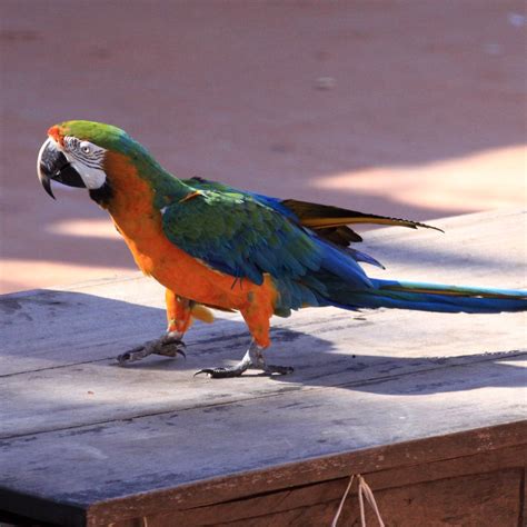 Calico Macaw