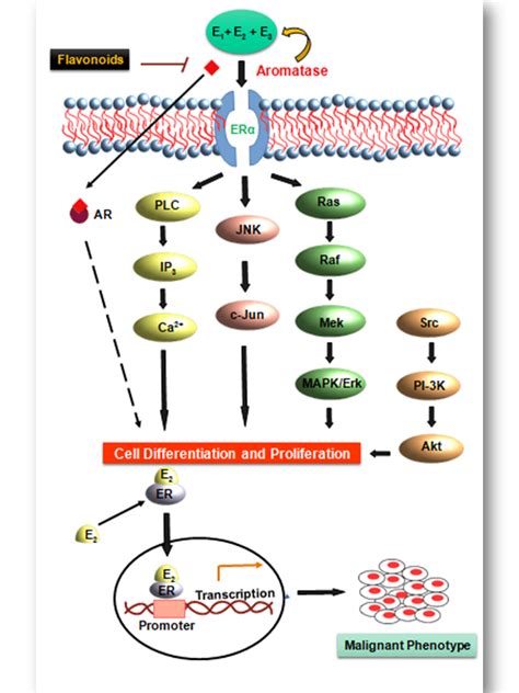 Basic Structure Of Flavonoids Sub Class Download Scientific Diagram