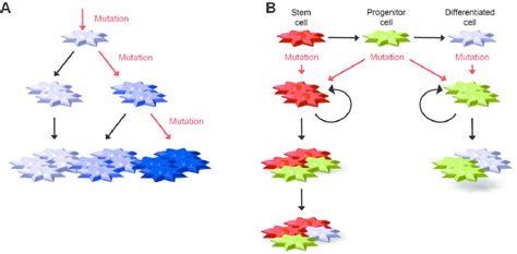 Cancer Stem Cell Vs Clonal Selection Concept A The Clonal Selection