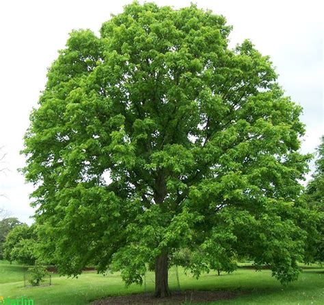 Create Meme Oak Pictures Meme