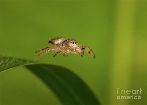 Jumping Spider Leaping 1 Photograph By David Glaser Fine Art America
