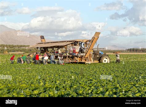 Field Crew Harvesting And Packing Romaine Lettuce Lactuca Sativa