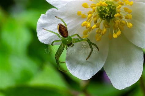 The Green Crab Spider Diaea Dorsata Hunts For Prey On A White Wood