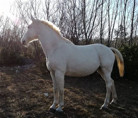 523 Capriola Xxxviii Capri Jj Lipizzans