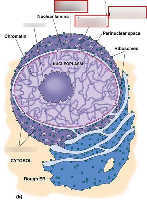 Nuclear Envelope Definition Biology Simple At Indiana Mulquin Blog