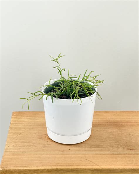 Hoya Linearis Plantvine