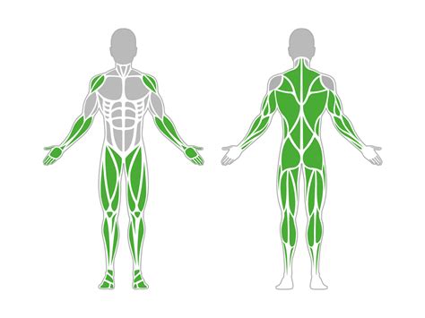 Vertec Pro Bestrong Usa
