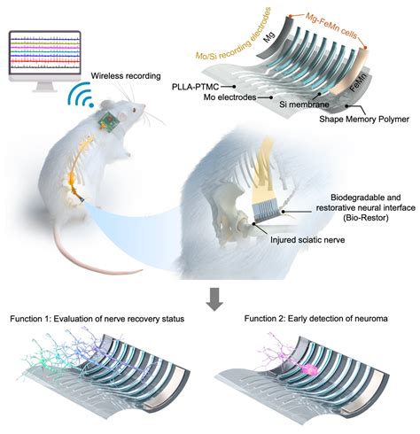 用于神经监测和修复的可降解外周神经接口 字节点击
