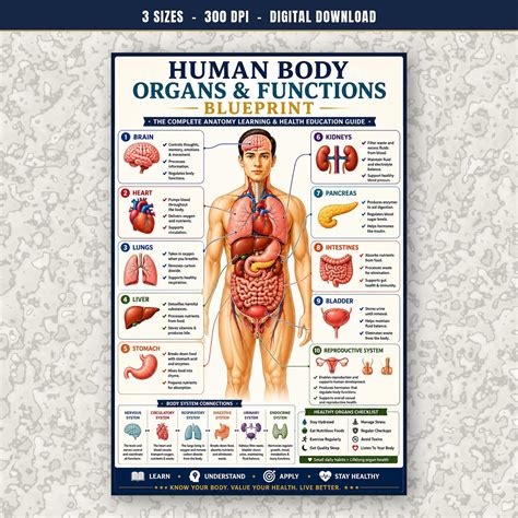 Human Body Organs And Functions Poster Printable Anatomy Chart Biology