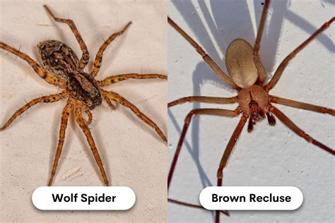 How To Tell The Difference Between A Safe Wolf Spider And A Dangerous