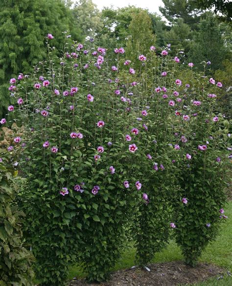 Purple Pillar Rose Of Sharon Hibiscus Syriacus 4 Pot Size Plant Etsy