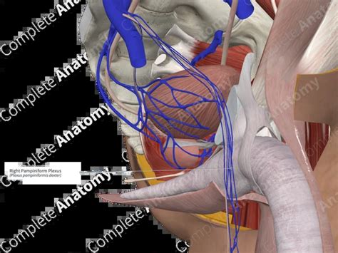 Right Pampiniform Plexus Complete Anatomy