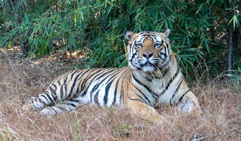 India Bengal Tiger The Wandering Scot