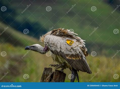 Portrait Of A Marked Cape Vulture Or Cape Griffon Also Known As Kolbe`s
