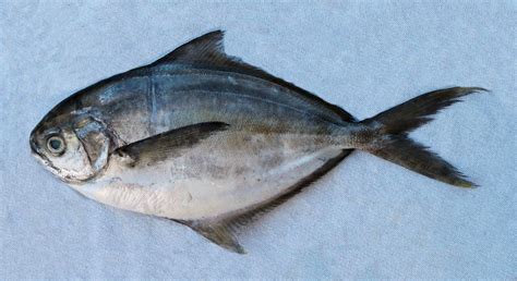 Pacific Pompano Mexican