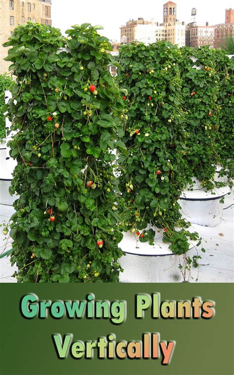 What Plants Can Grow Vertically At Lydia Eddy Blog