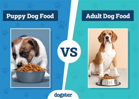 Orijen Vs Acana Dog Food 2025 Comparison Pros And Cons Dogster
