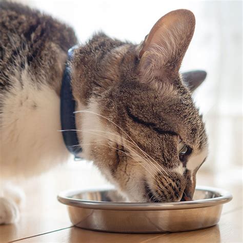 Can Cats Eat Doritos • Outlinist