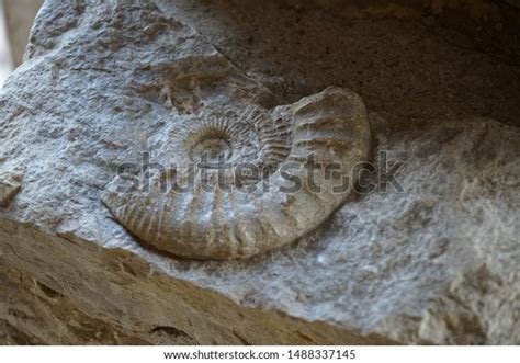 Ammonites Extinct Subgroup Cephalopods 스톡 사진 1488337145 Shutterstock