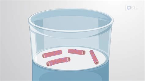 视频 分离小鼠脑血管从小鼠脑样本中分离完整血管的方案 实验