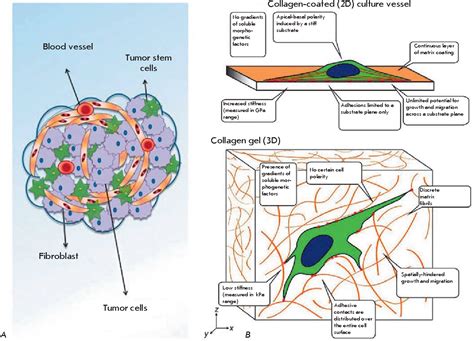 Figure 1 From Bioreactor Based Tumor Tissue Engineering Semantic Scholar
