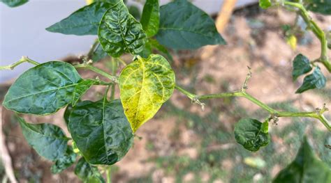Pepper Plant Diseases