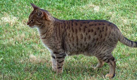 Spotted Tabby Cat Colors