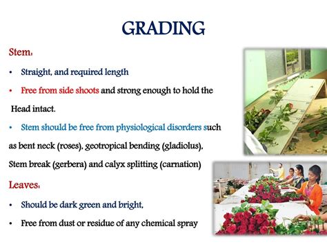 Cut Flower And Loose Flower Grading Packaging And Storage Techniques