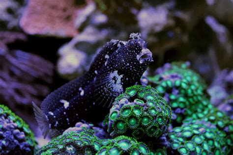 Starry Blenny For Sale Salarias Ramosus Top Care Facts