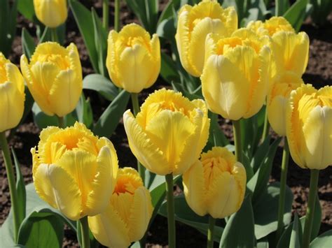 Vibrant Yellow Tulips To Enliven Your Garden Houseplant Alley