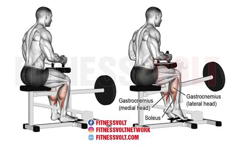 Seated Calf Raises With Dumbbells