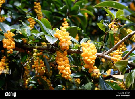 Berberis valdiviana hi-res stock photography and images - Alamy