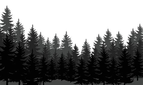 Vector Pine Trees Silhouettes Evergreen Coniferous Forest Silhouette