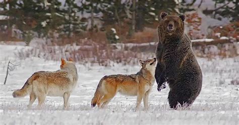 Man Captures Yellowstones Wolves Playing With A Grizzly But Things