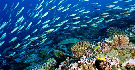 An Island A Focal Point For A Healthy Marine Ecosystem The New York