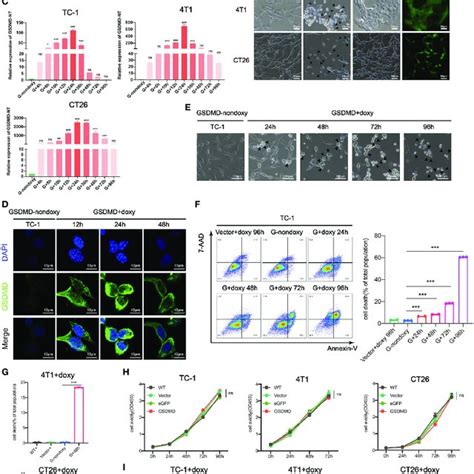 Inducible Expression Of Genetically Modified Gsdmd Nt Causes Pyroptosis