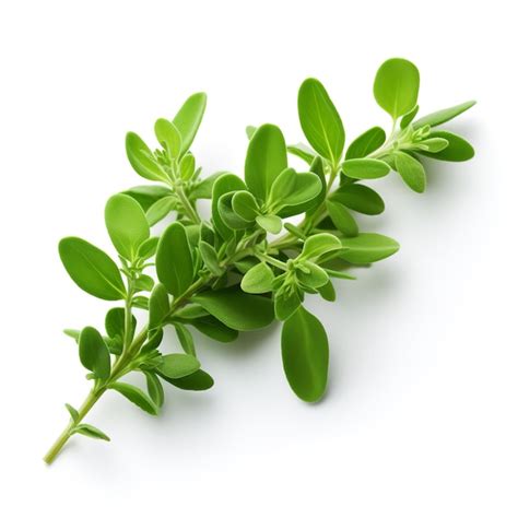 Premium Photo Beautiful Thyme Leaf Isolated On White Background