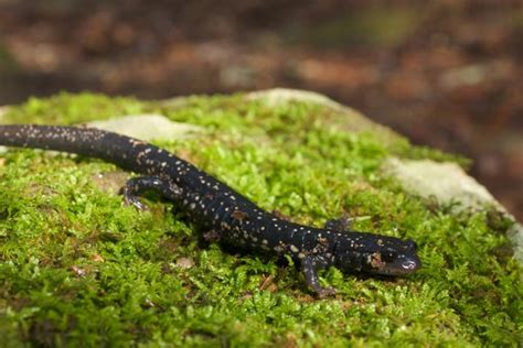 Northern Slimy Salamander Facts And Pictures