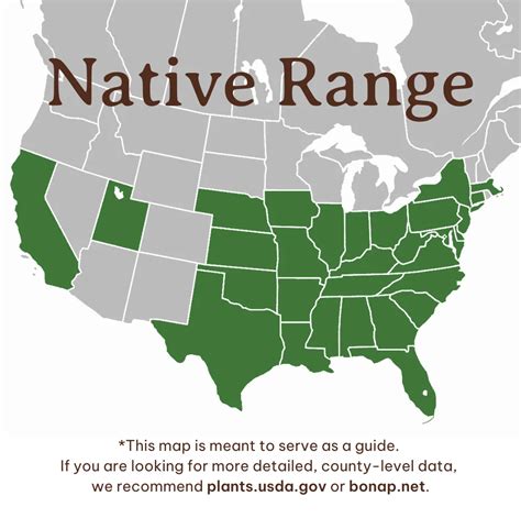 Buy Persimmon For Sale Online Direct Native Plants