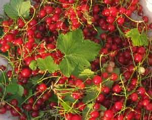 Growing Red Currants For A Luscious And Easy Home Crop