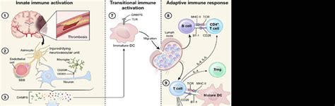 Catecholamines Steroids And Immune Alterations In Ischemic Stroke And Other Acute Diseases