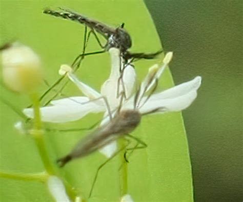 Culicidae Bugguidenet